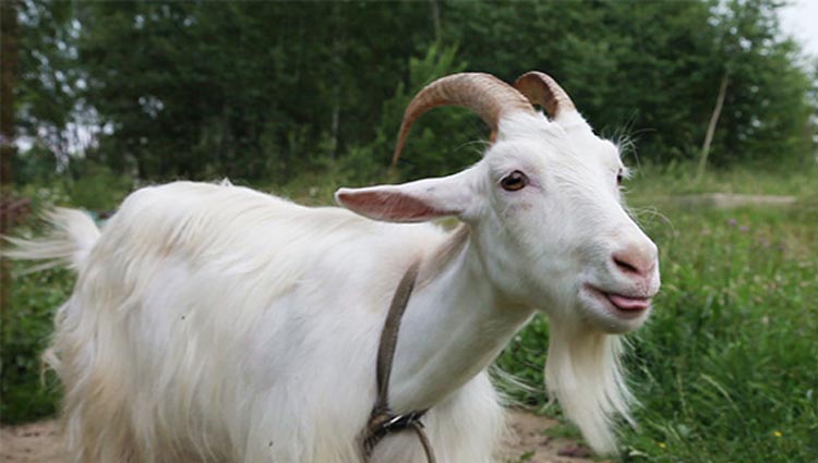 Chad and the Goat – Andi Carter's Blog