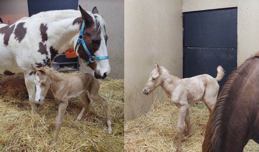 A Colt and a Filly – Andi Carter's Blog