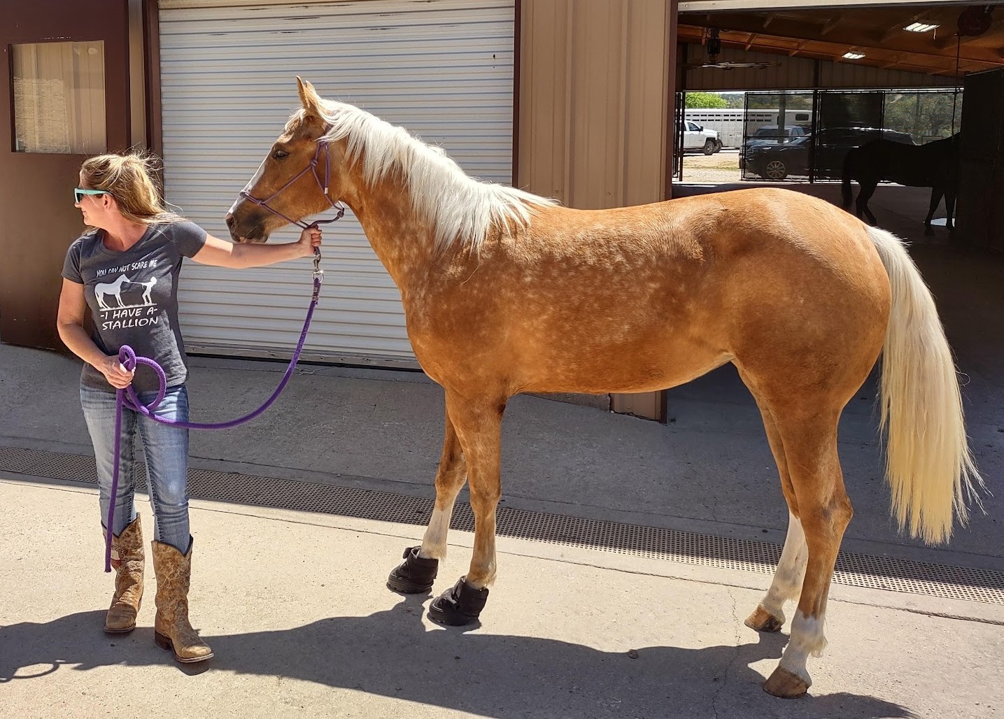 Taffy Goes to the Vet – Andi Carter's Blog